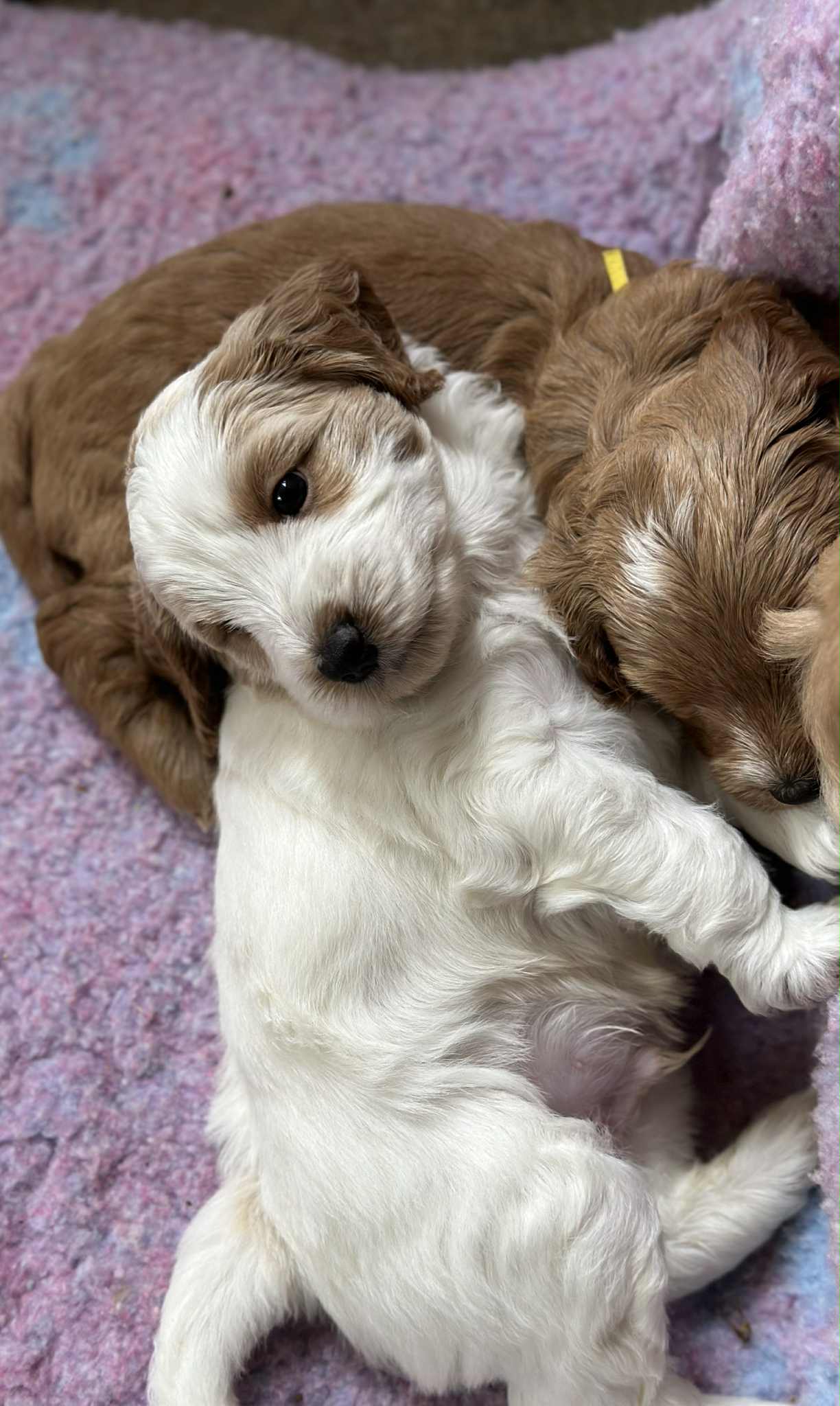 Our Breeding Handsome Lads | Scawoo Axl Rose