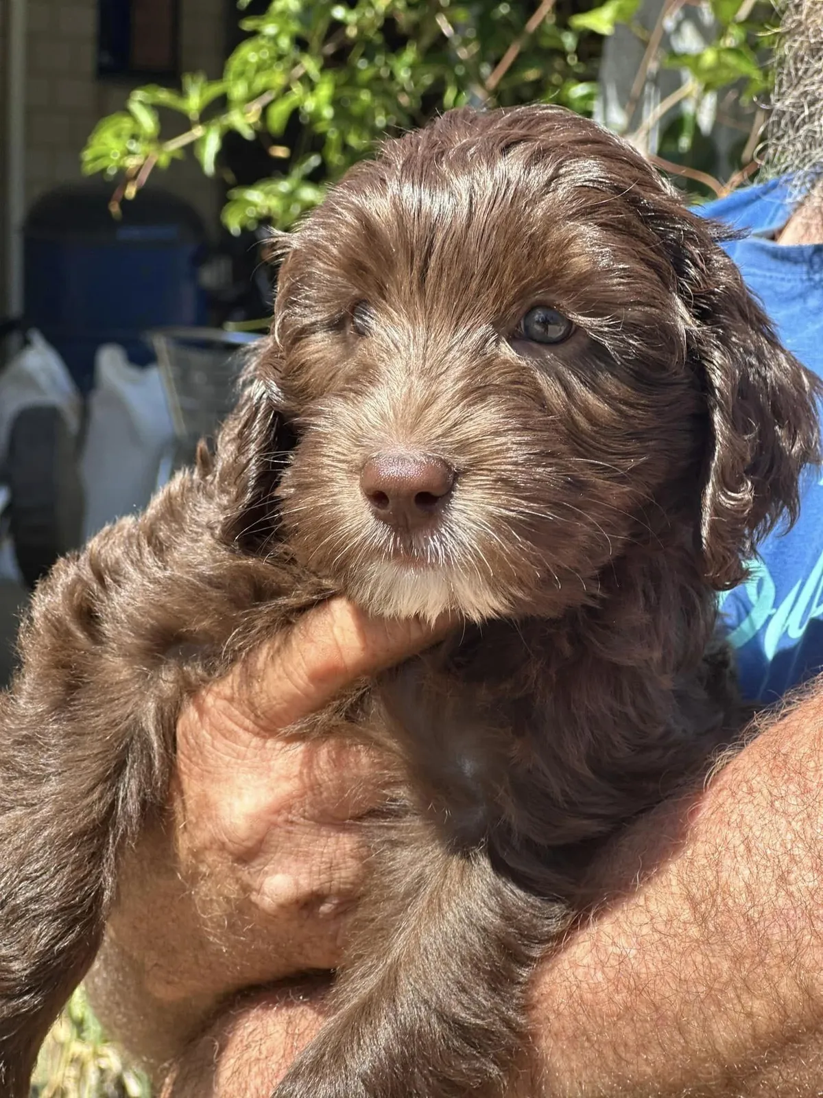 Answering all your frequently asked questions about our Scawoo Cobberdogs