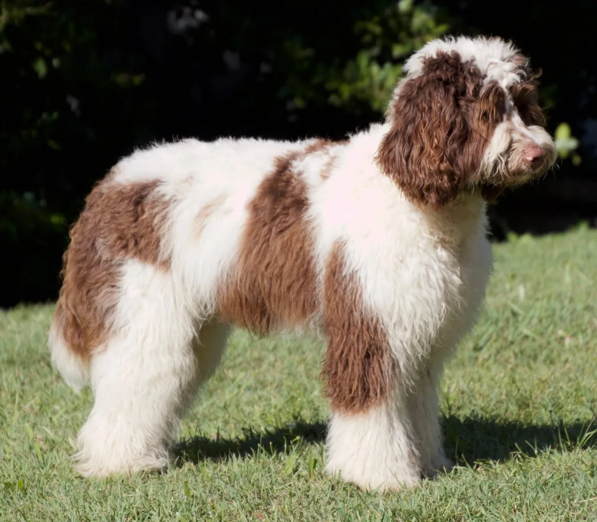 Our Breeding Handsome Lads | Zorro